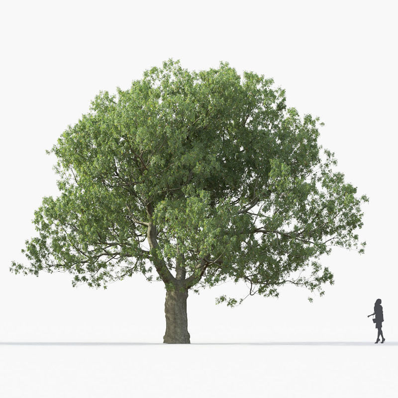 Fraxinus ornus Tree 3D model | CGTrader