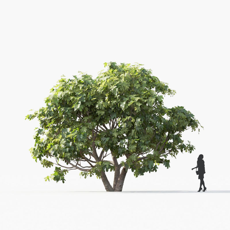 Ficus arica tree 3D model | CGTrader