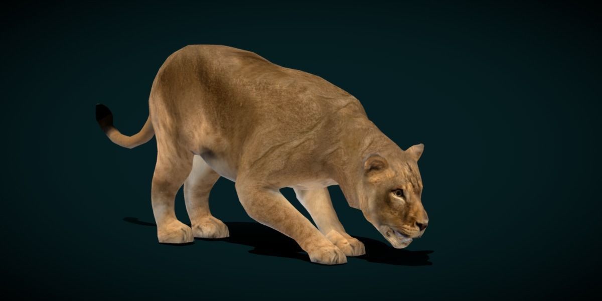 3D model Southern African Lion VR / AR / low-poly rigged animated ...