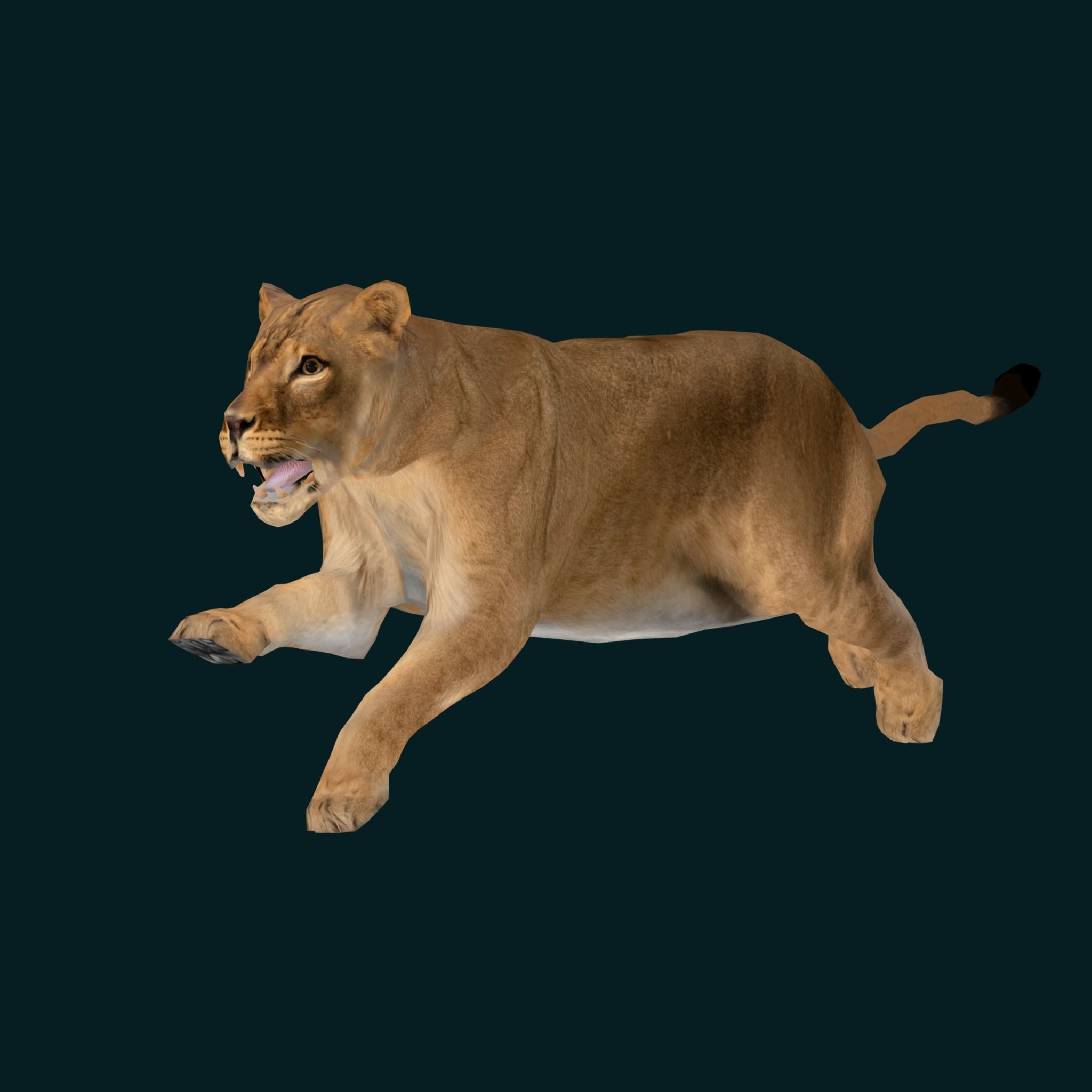 3D model Southern African Lion VR / AR / low-poly rigged animated ...