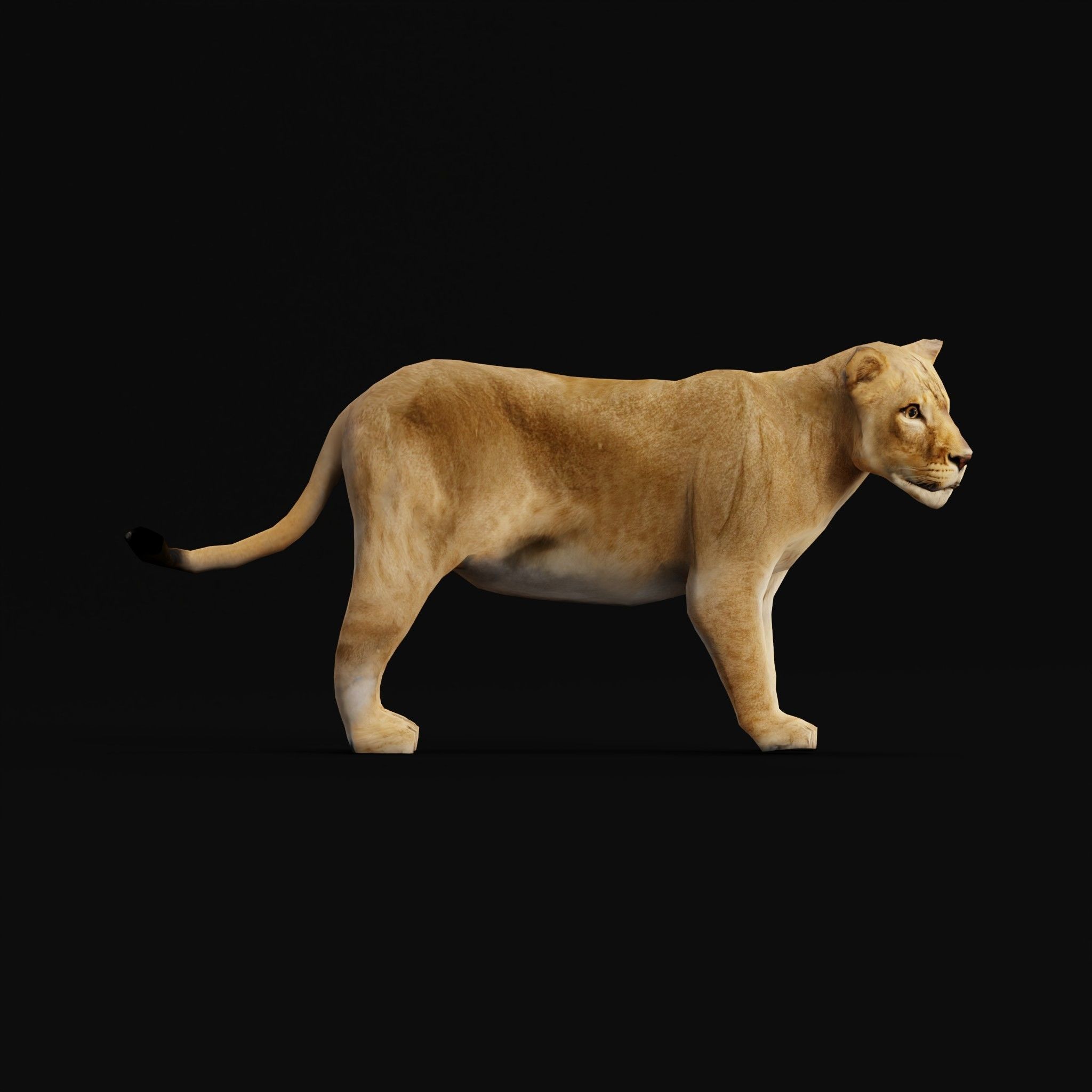 3D model Southern African Lion VR / AR / low-poly rigged animated ...