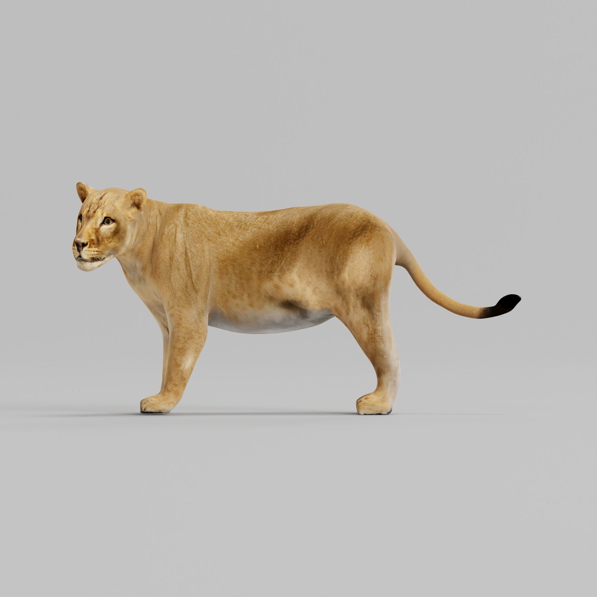3D model Southern African Lion VR / AR / low-poly rigged animated ...