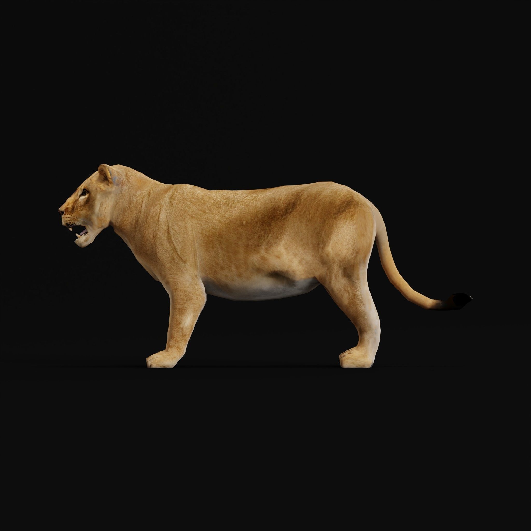 3D model Southern African Lion VR / AR / low-poly rigged animated ...