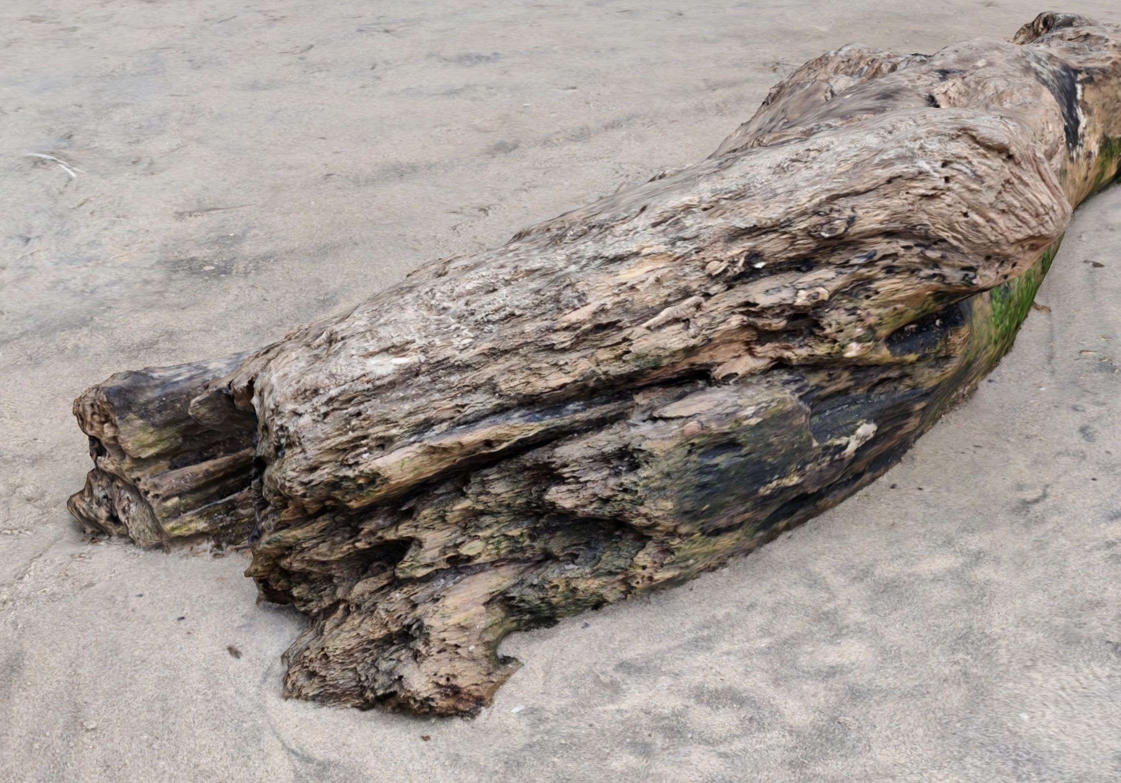 Rotten Tree Trunk on Beach photorealistic 3d scan 3D model | CGTrader