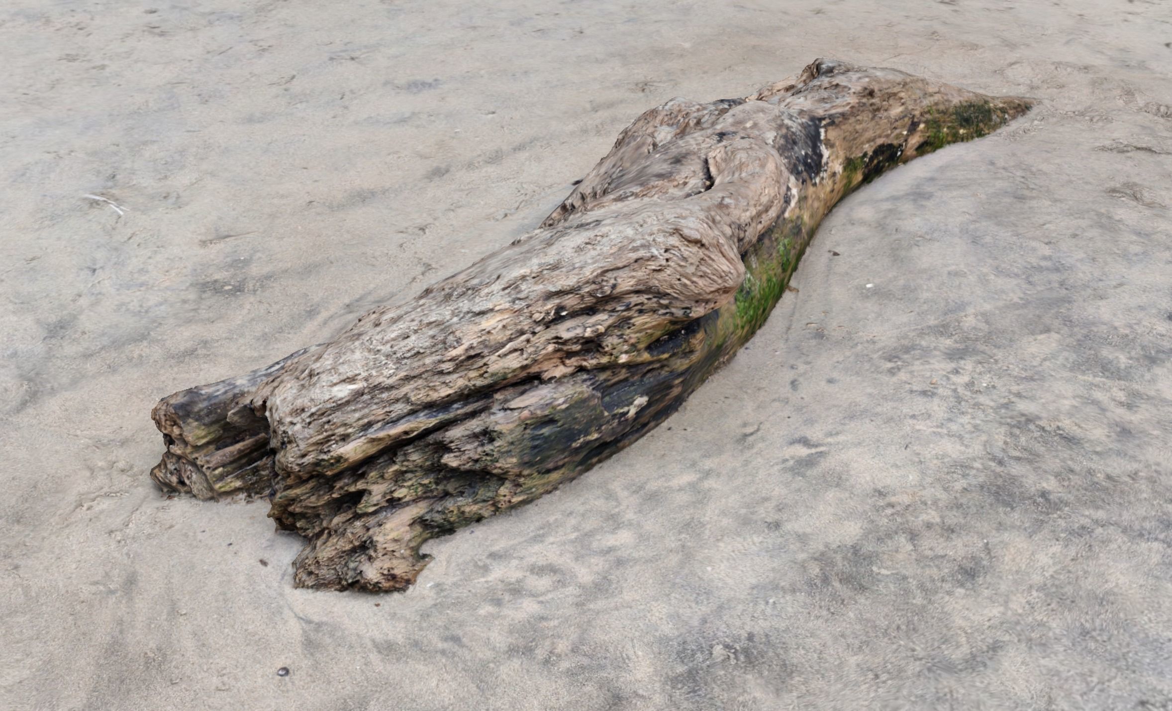 Rotten Tree Trunk on Beach photorealistic 3d scan 3D model | CGTrader