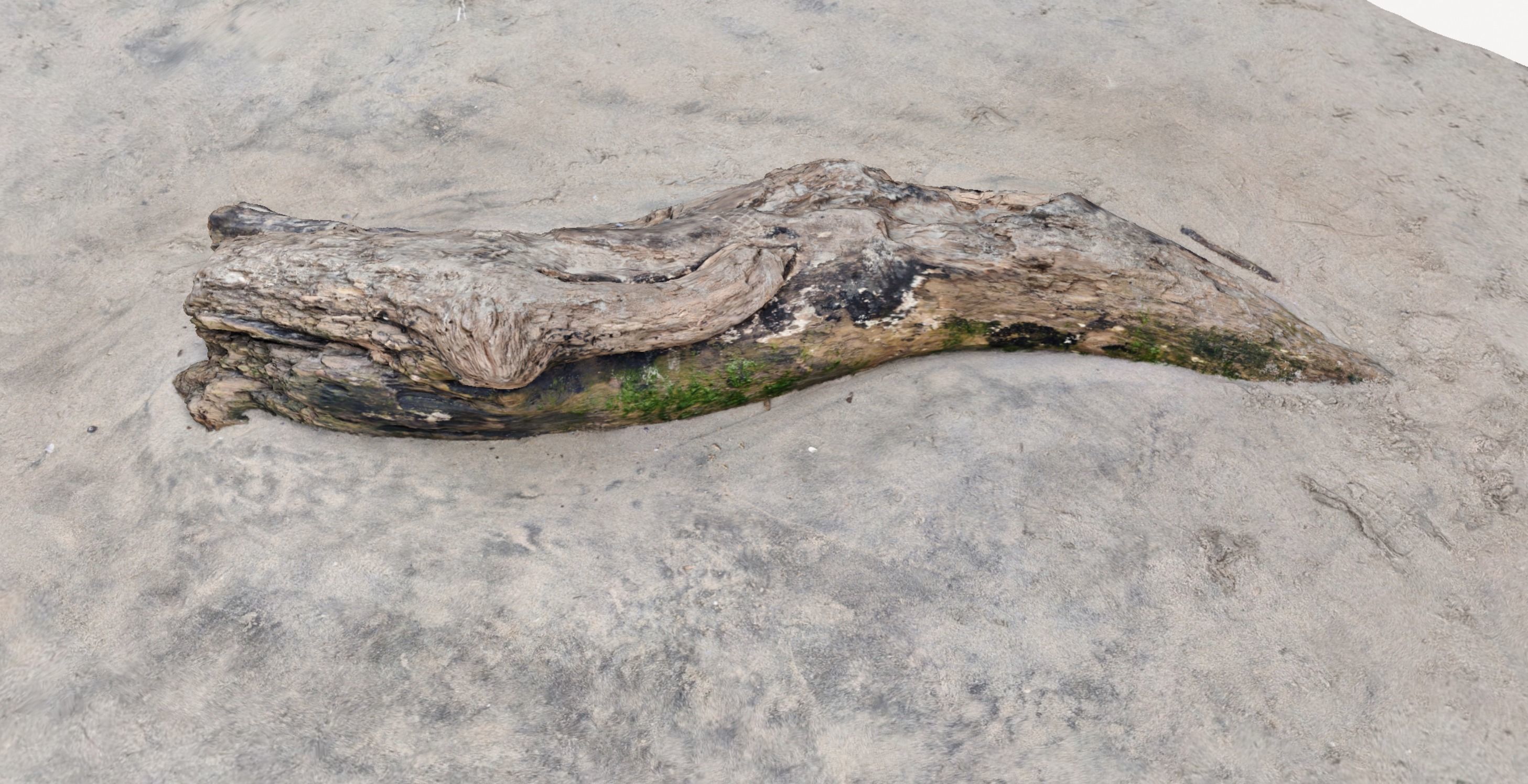 Rotten Tree Trunk on Beach photorealistic 3d scan 3D model | CGTrader