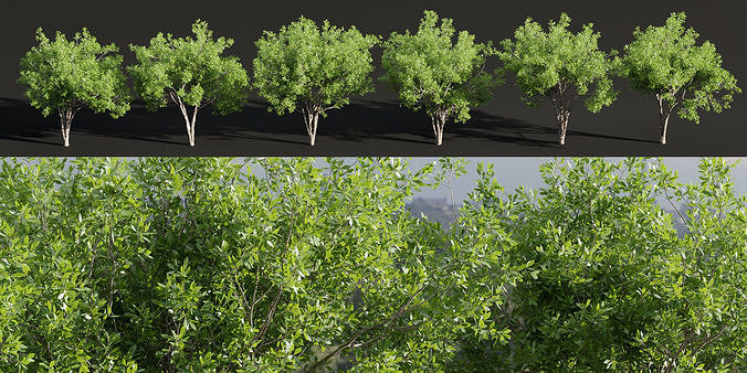 Trees for landscape collection vol 204-Blender 3D model | CGTrader