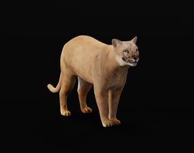 Catamount 3D Models | CGTrader