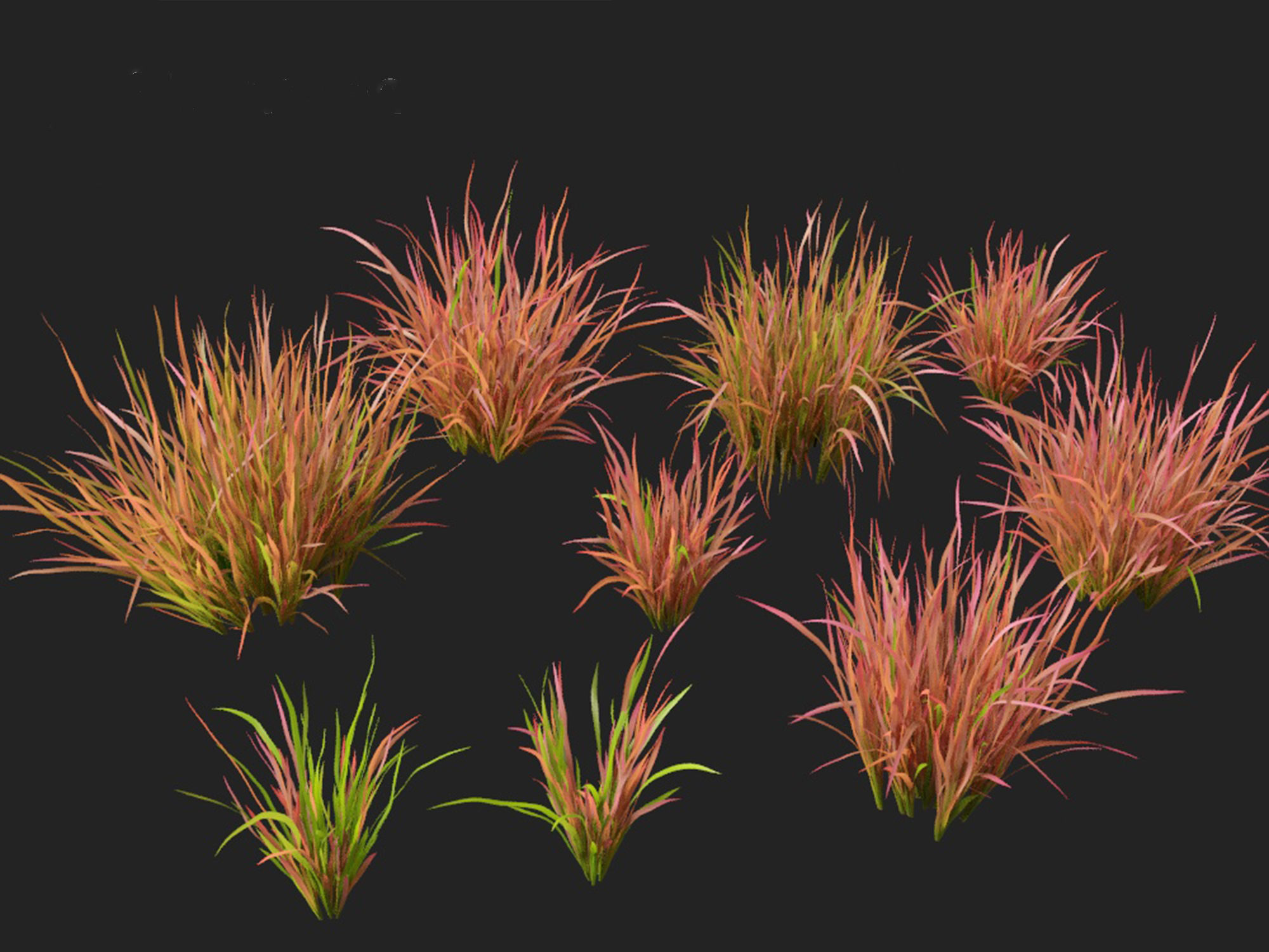 Imperata cylindrica Red Baron - Japanese Blood Grass 3D model | CGTrader
