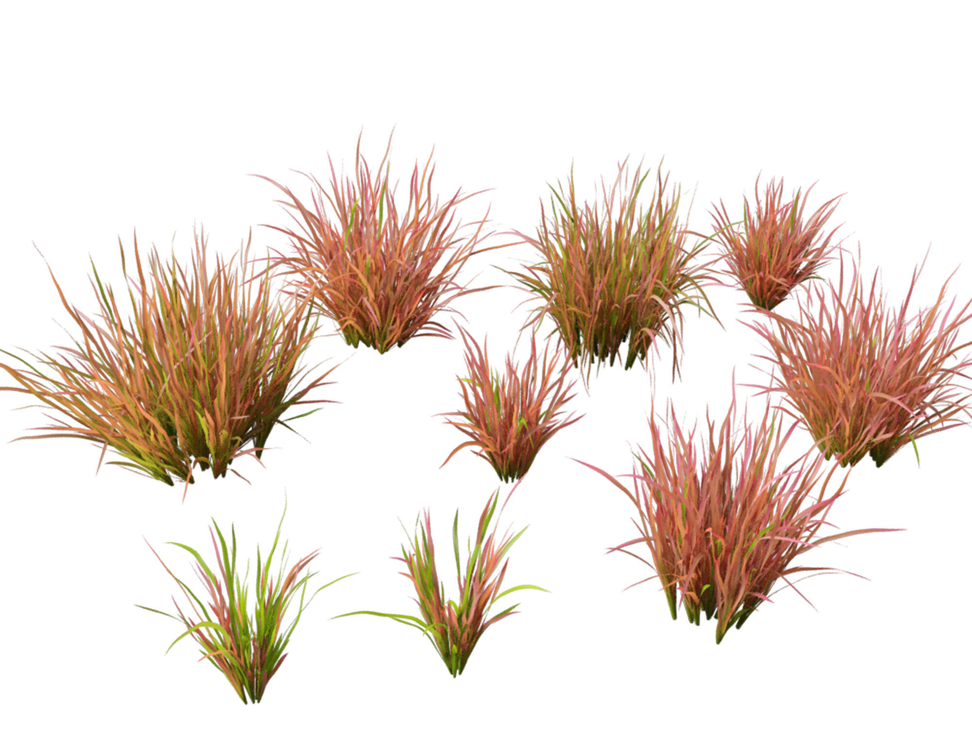 Imperata cylindrica Red Baron - Japanese Blood Grass 3D model | CGTrader