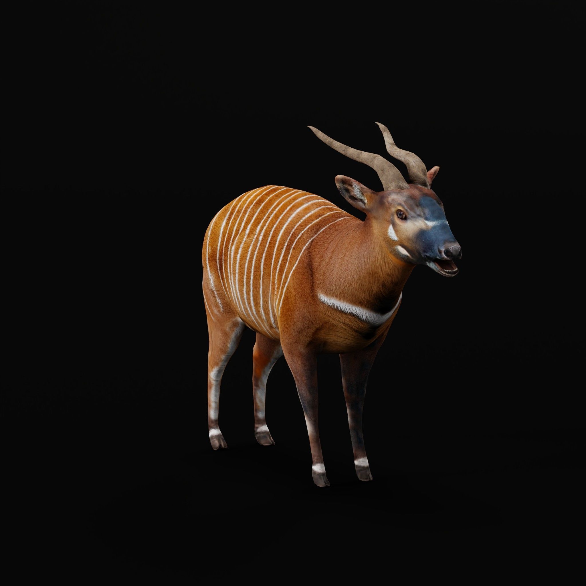 3D model Eastern Bongo Male Antelope VR / AR / low-poly rigged animated ...