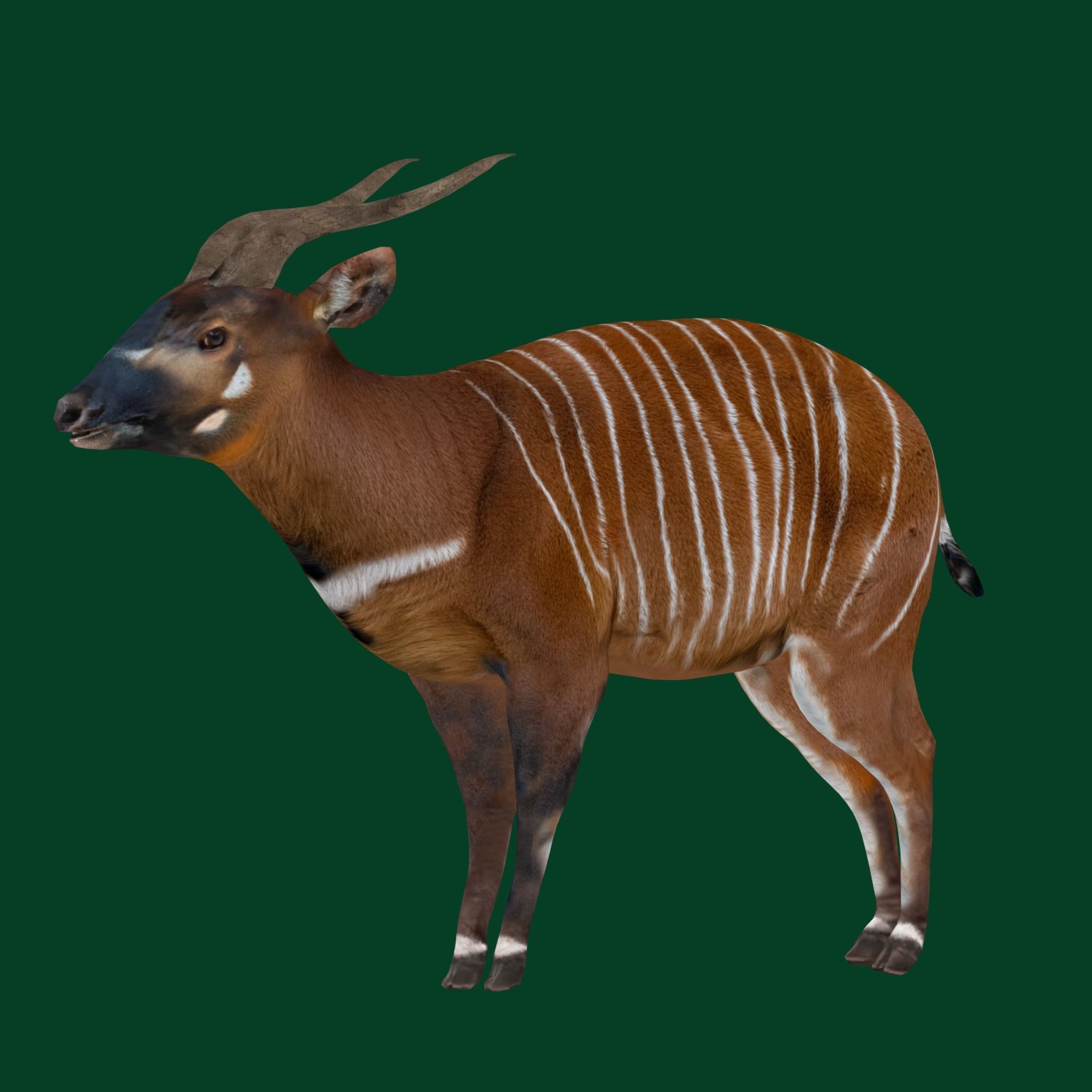 3D model Eastern Bongo Male Antelope VR / AR / low-poly rigged animated ...