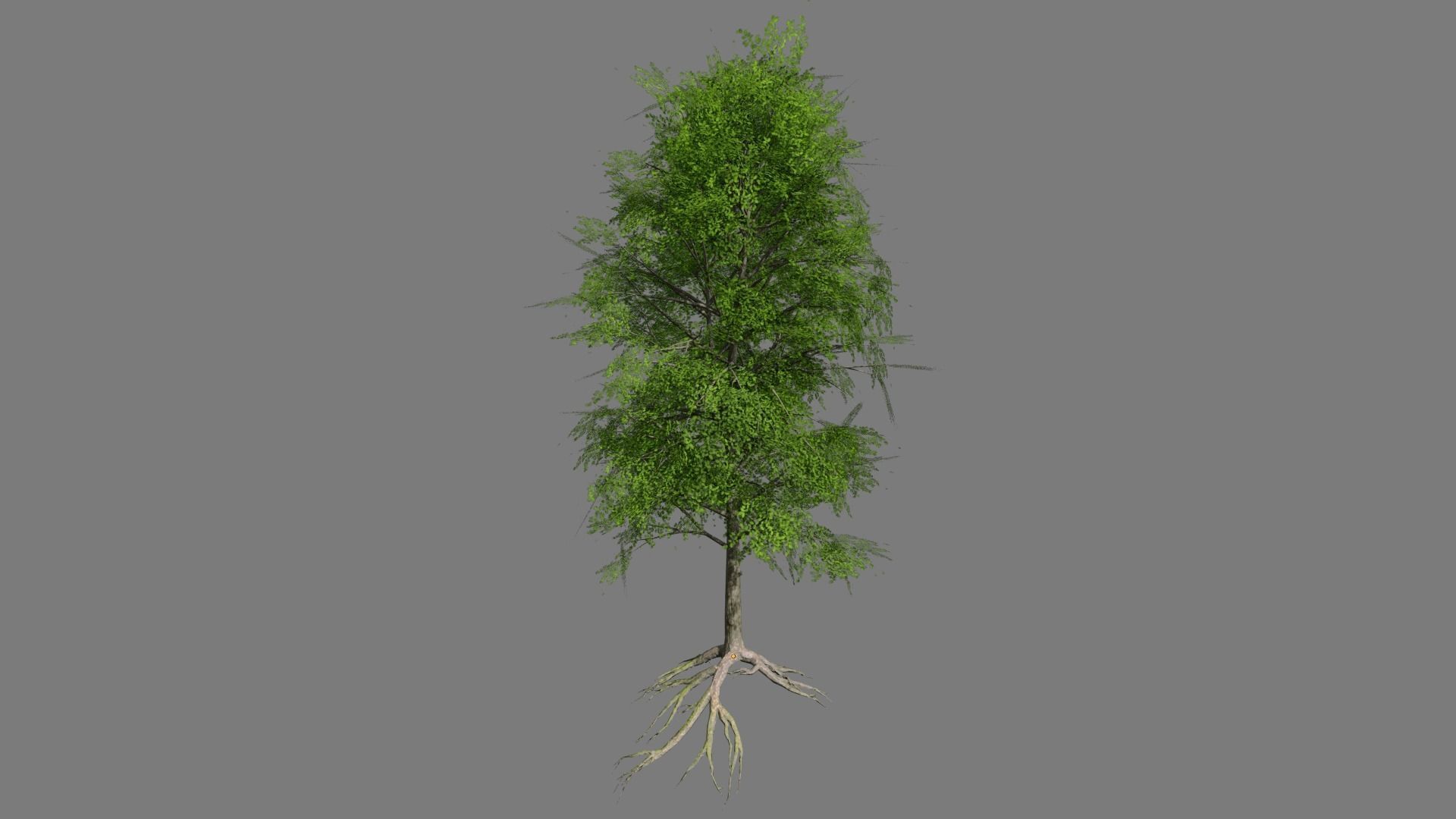 3D model Forest Tree Set VR / AR / low-poly | CGTrader