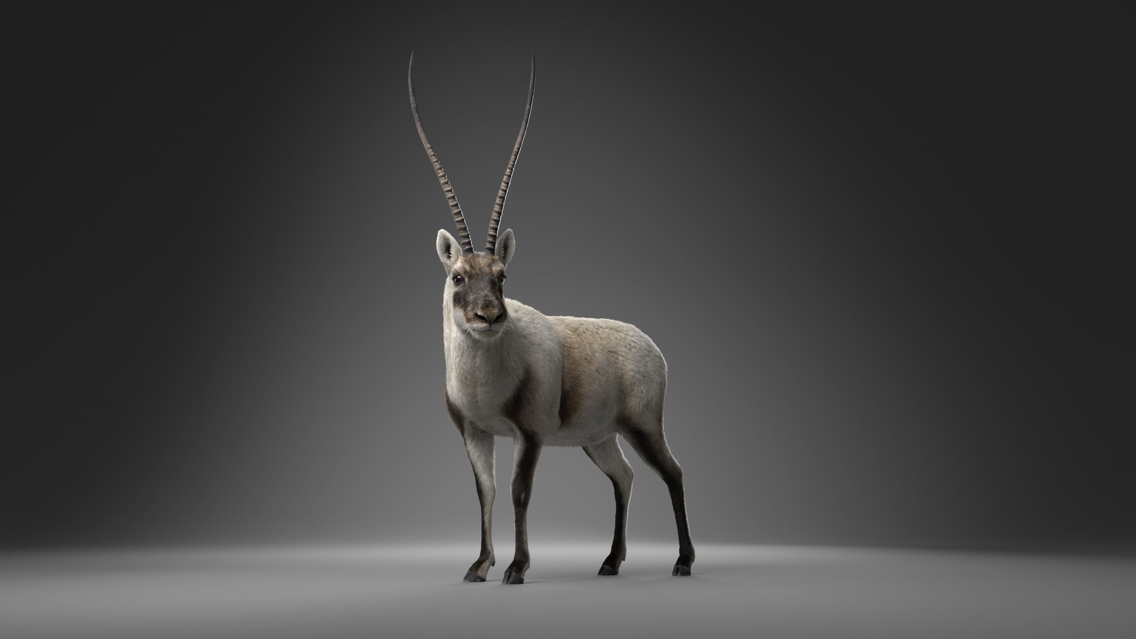 Tibetan Antelope Animation - VFX Grace 3D model animated rigged | CGTrader