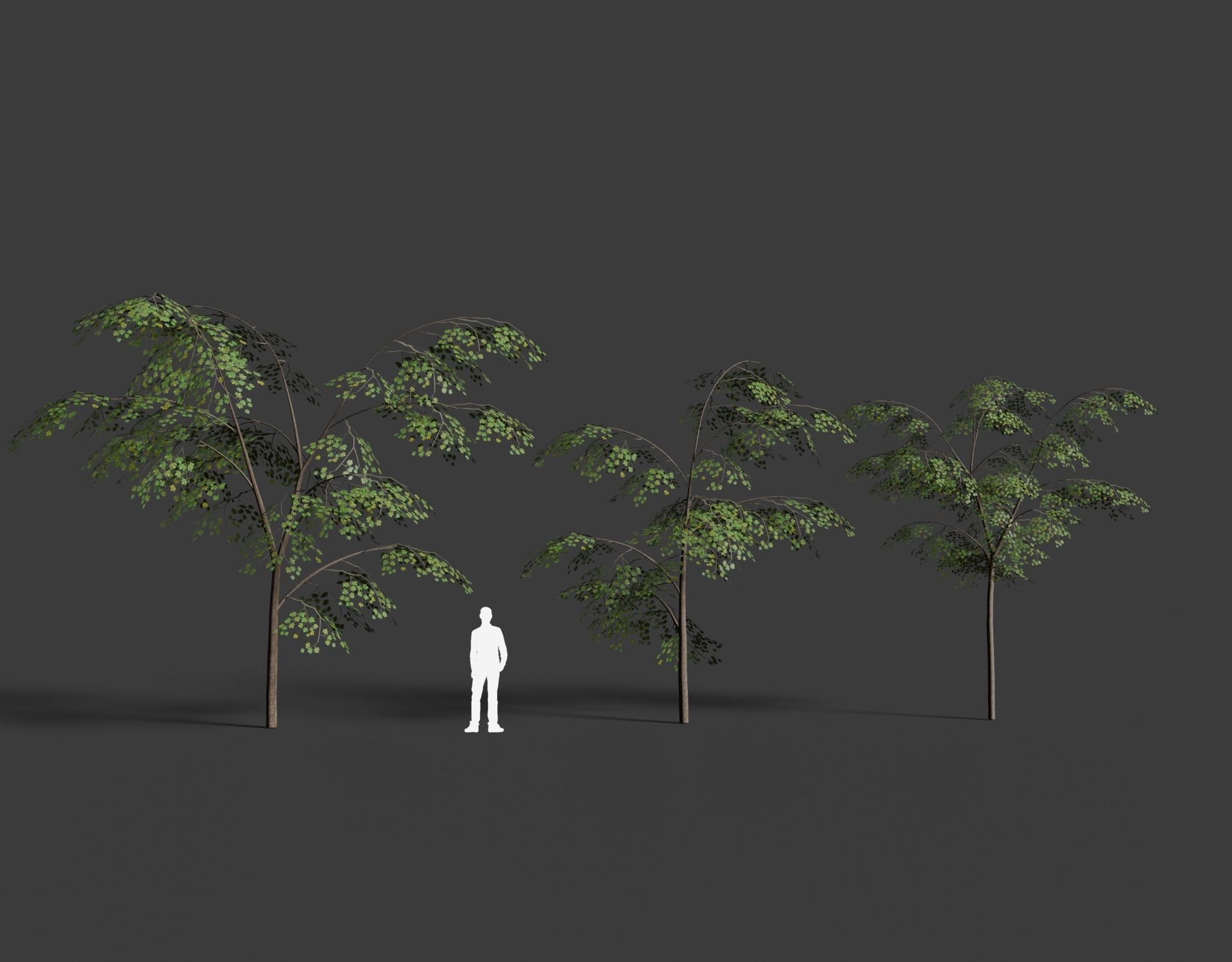 Mid to Low Poly Broadleaf Tree Collection free VR / AR / low-poly 3D ...