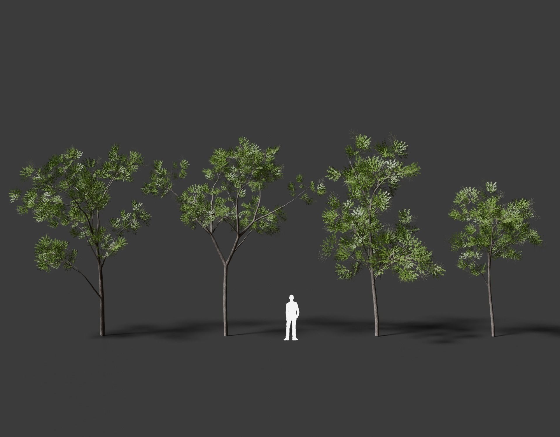 Mid to Low Poly Broadleaf Tree Collection free VR / AR / low-poly 3D model | CGTrader