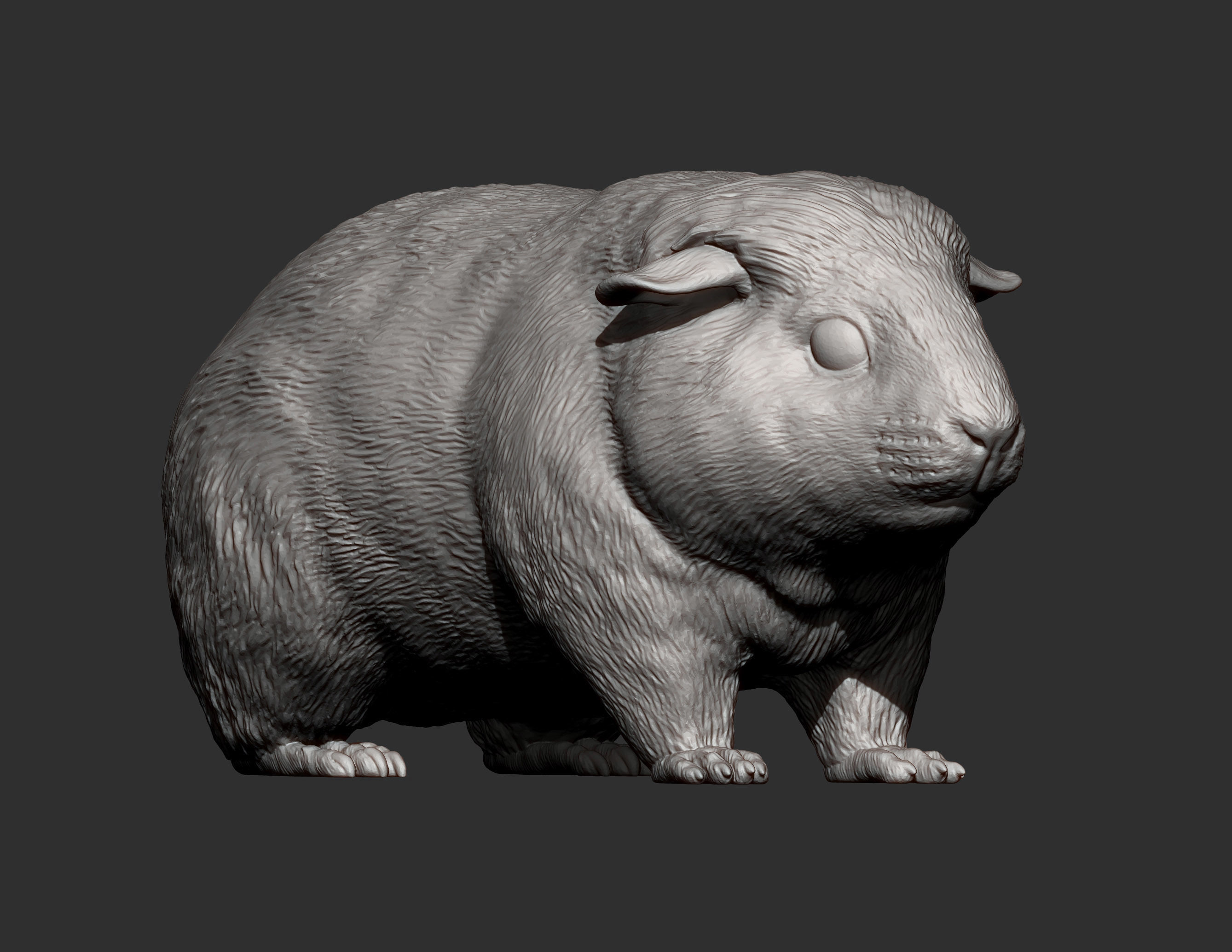 Teddy Guinea Pig 3D model 3D printable | CGTrader