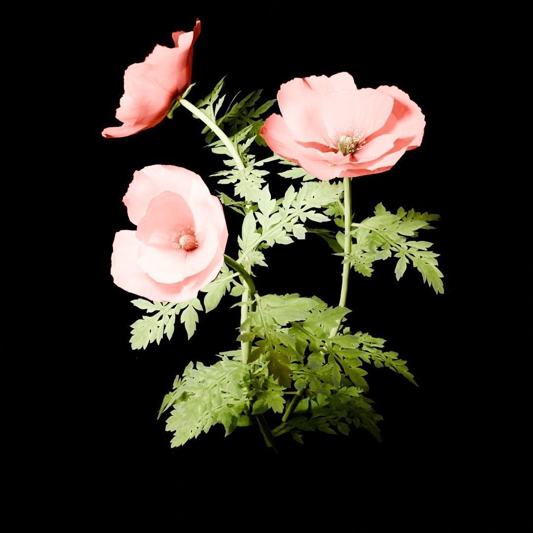 Poppy Flower Procedual 3D model rigged | CGTrader