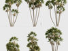 Acoelorrhaphe wrightii Everglades palm 05 3D model | CGTrader