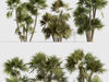 Acoelorrhaphe wrightii Everglades palm 04 3D model | CGTrader