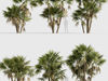 Acoelorrhaphe wrightii Everglades palm 03 3D model | CGTrader