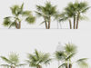 Acoelorrhaphe wrightii Everglades palm 02 3D model | CGTrader