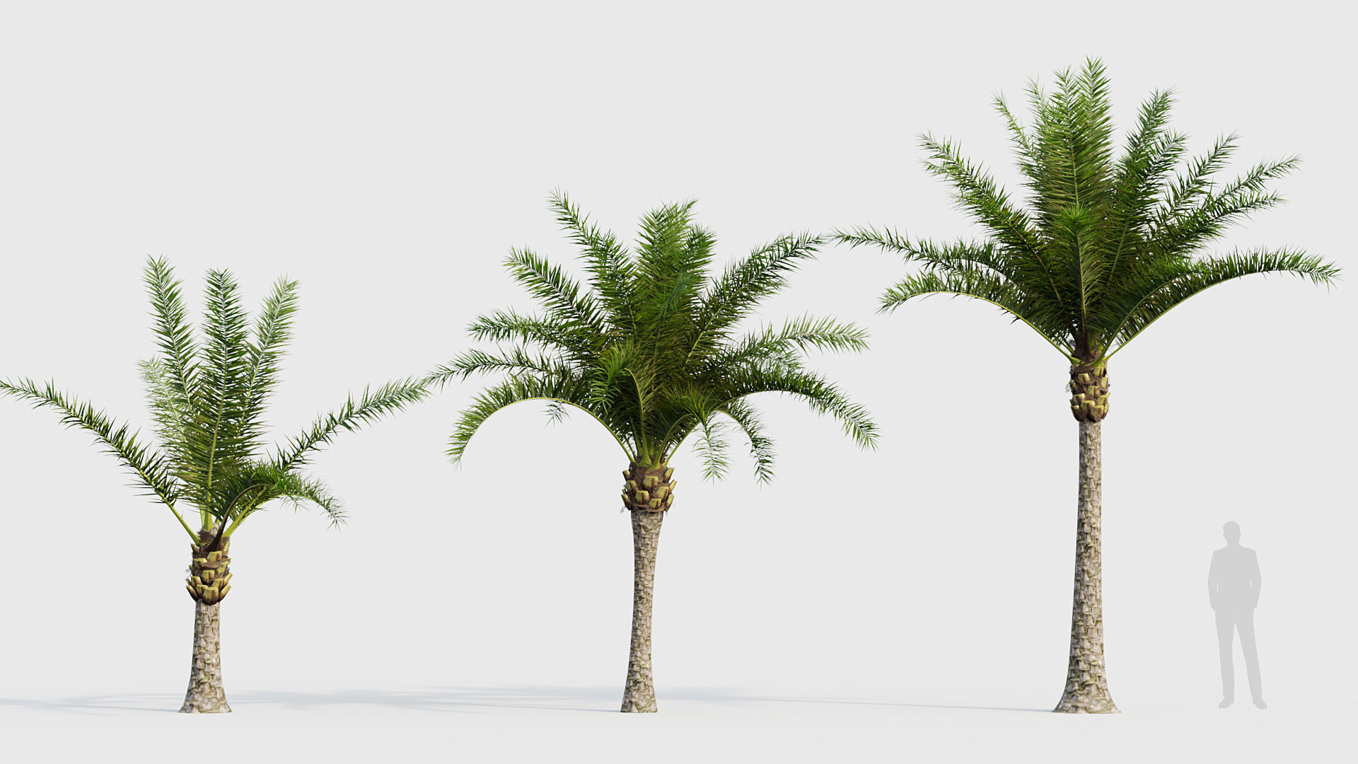 Phoenix sylvestris Wild Date Palm 03 3D model | CGTrader