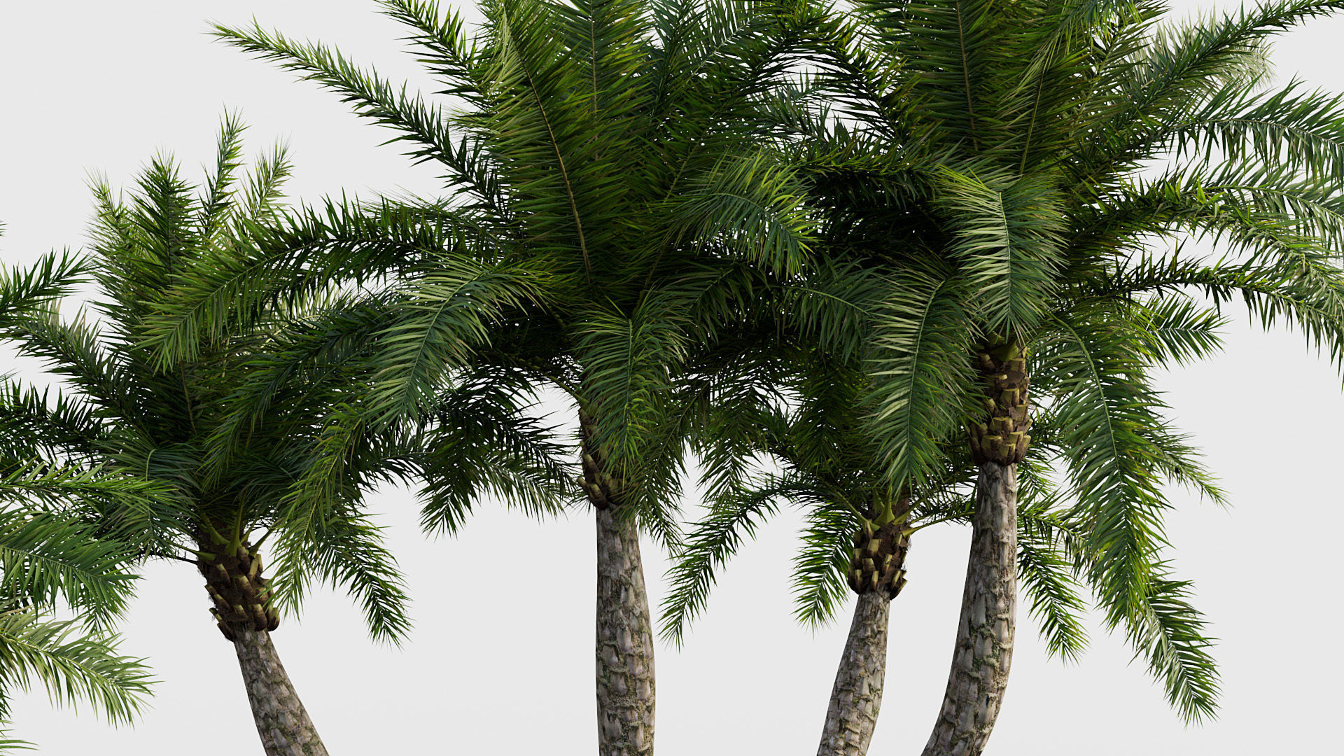 Phoenix sylvestris Wild Date Palm 03 3D model | CGTrader