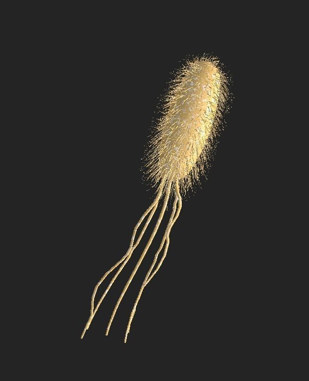 3D model Bacteria Pack VR / AR / low-poly | CGTrader