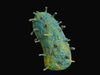 Rabies virus Microbe Organism 3D model | CGTrader