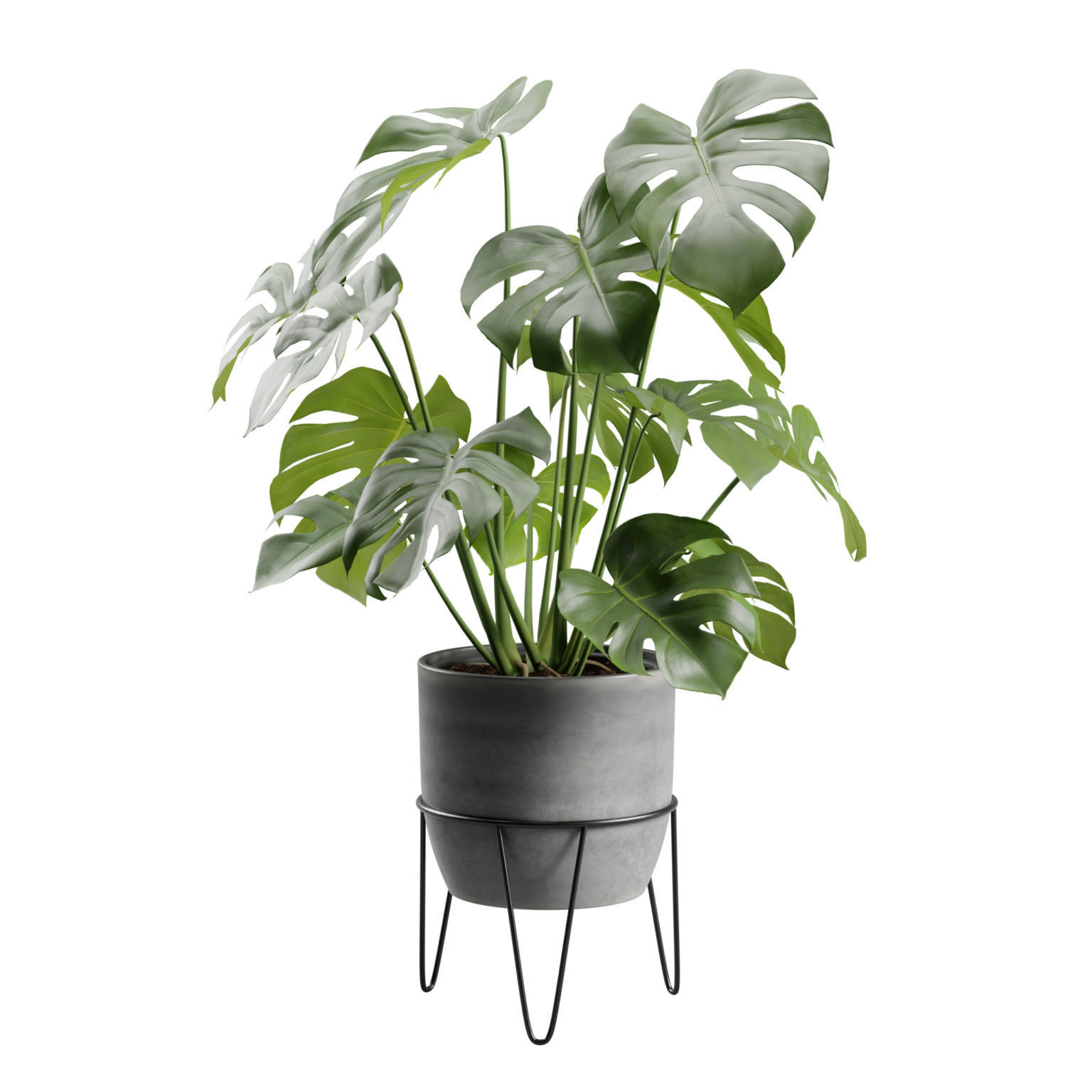 Monstera Deliciosa Pot Stand 3D model | CGTrader