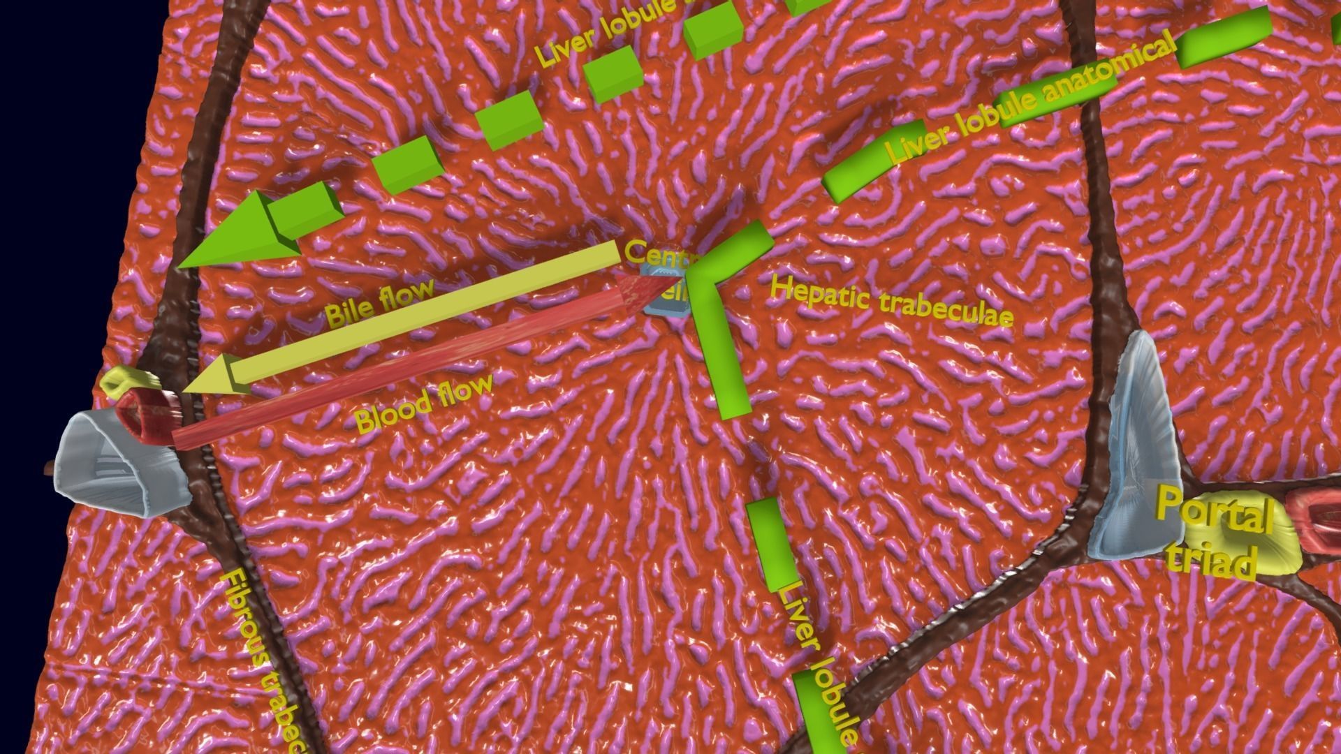 Liver histology anatomy labelled 3D model | CGTrader