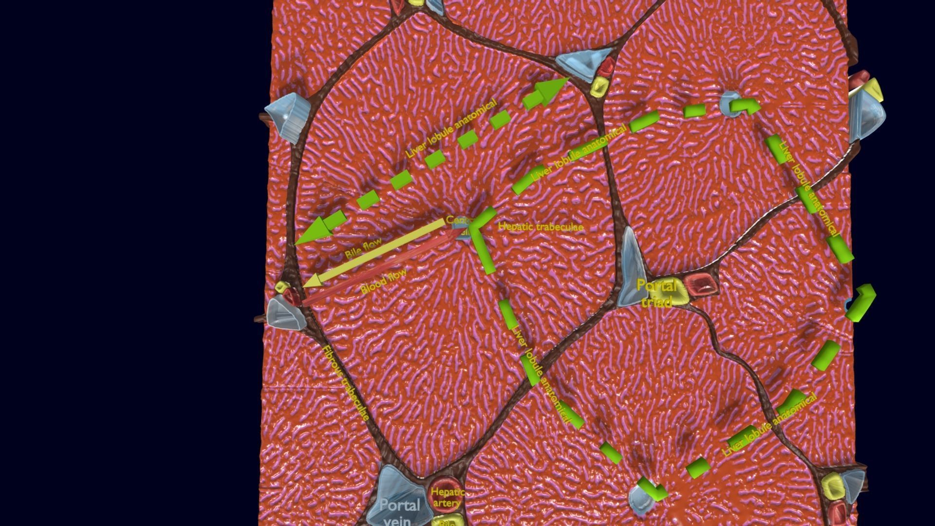 Liver histology anatomy labelled 3D model | CGTrader