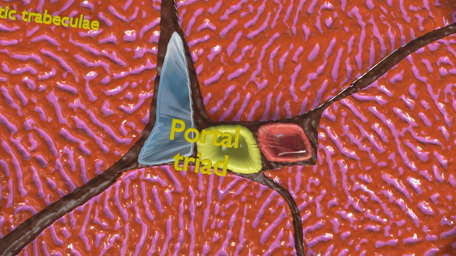 Liver histology anatomy labelled 3D model | CGTrader