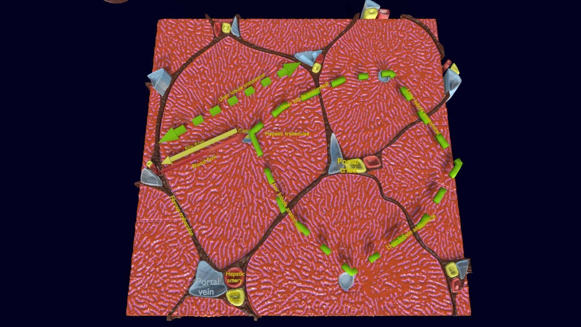 Liver histology anatomy labelled 3D model | CGTrader