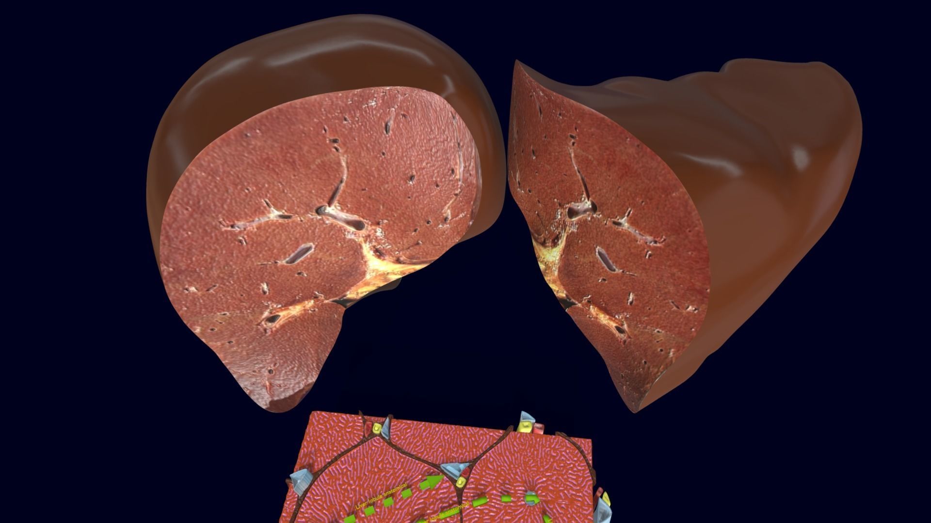 Liver histology anatomy labelled 3D model | CGTrader