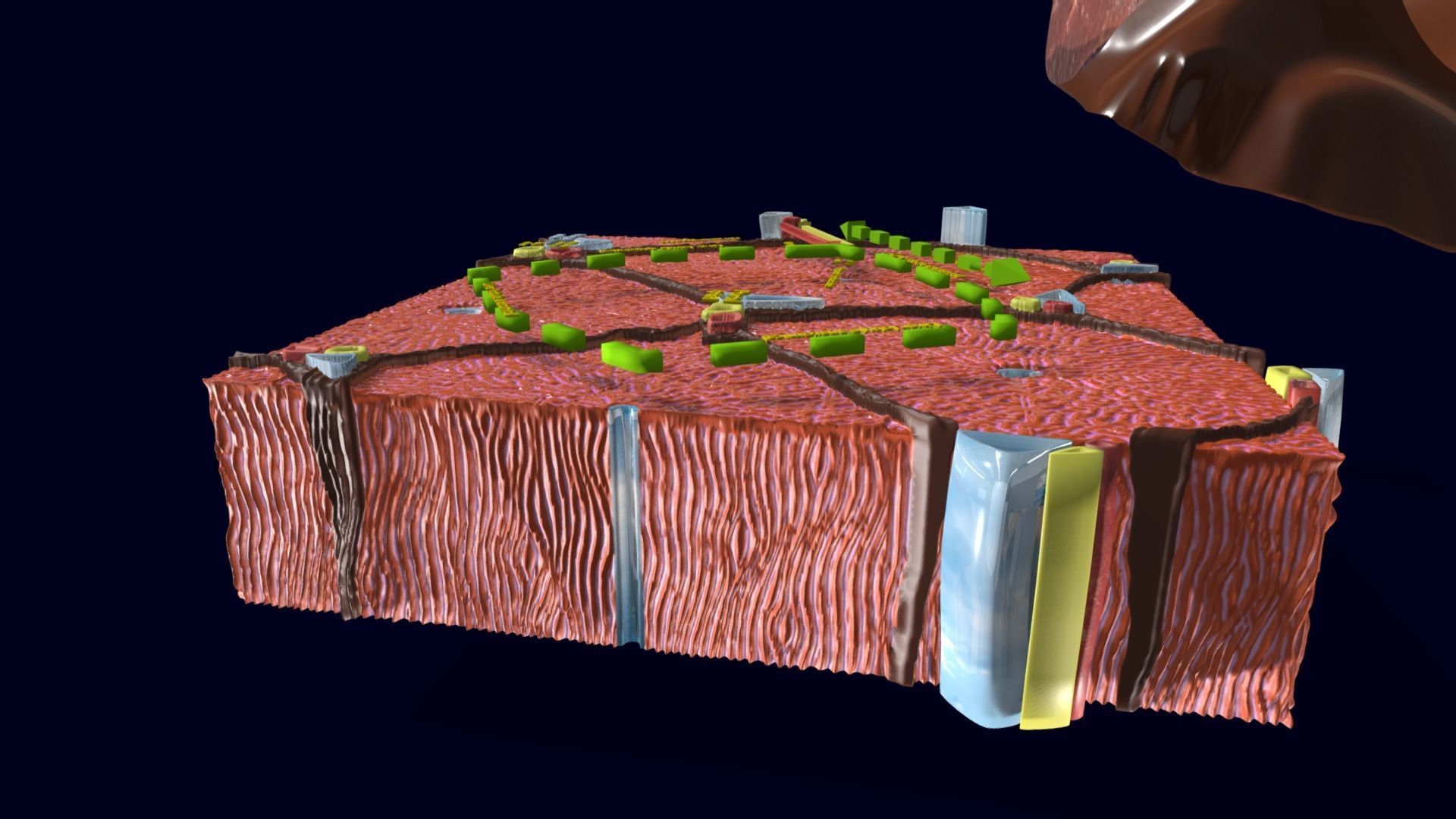 Liver histology anatomy labelled 3D model | CGTrader