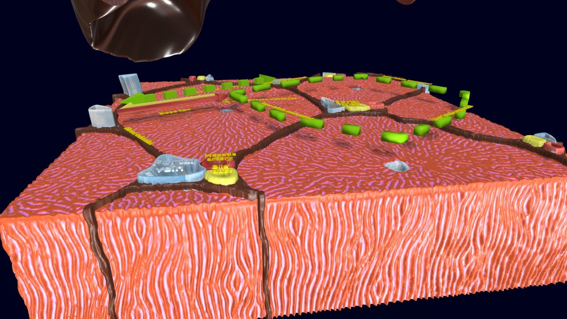 Liver histology anatomy labelled 3D model | CGTrader