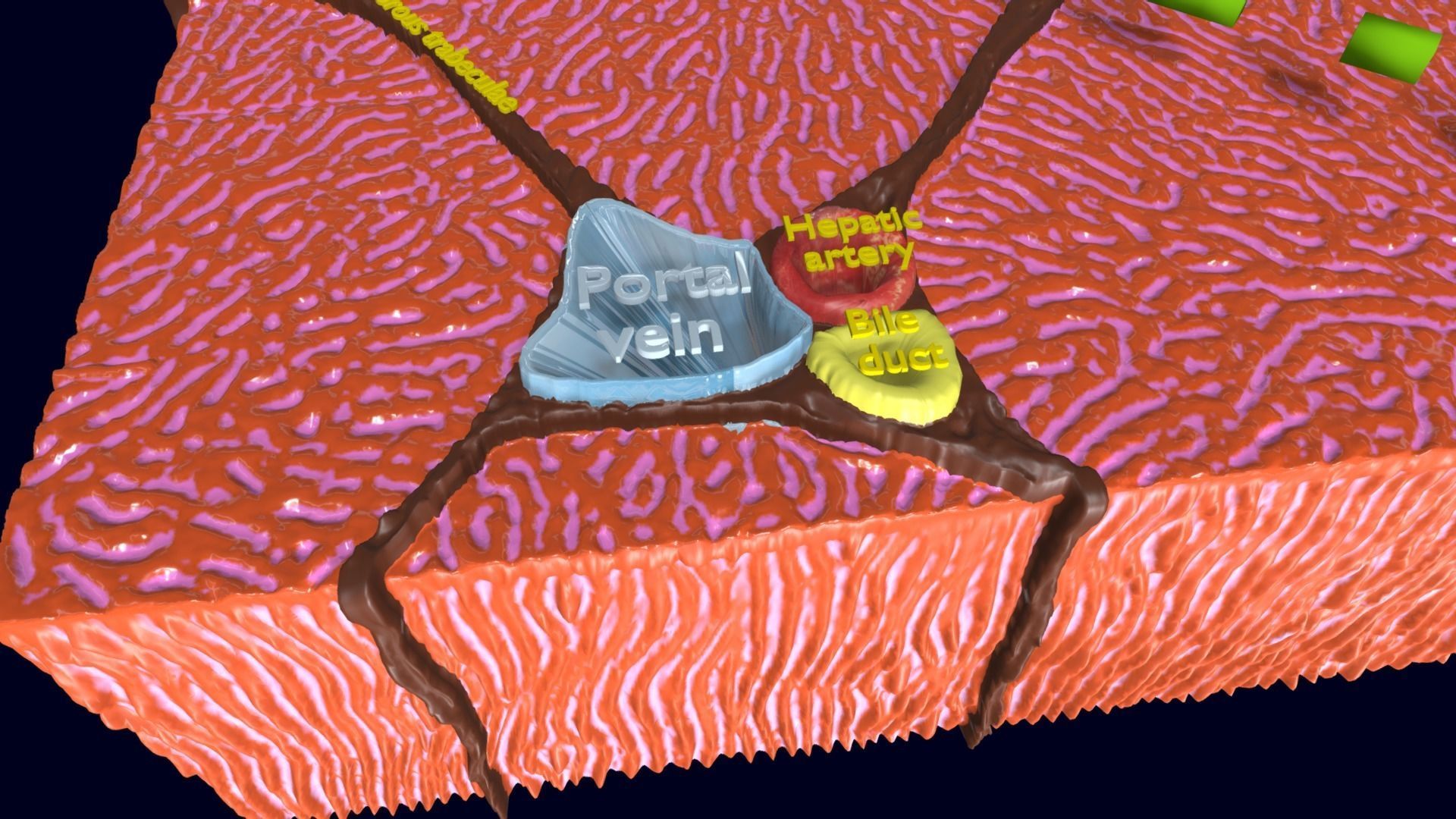Liver histology anatomy labelled 3D model | CGTrader