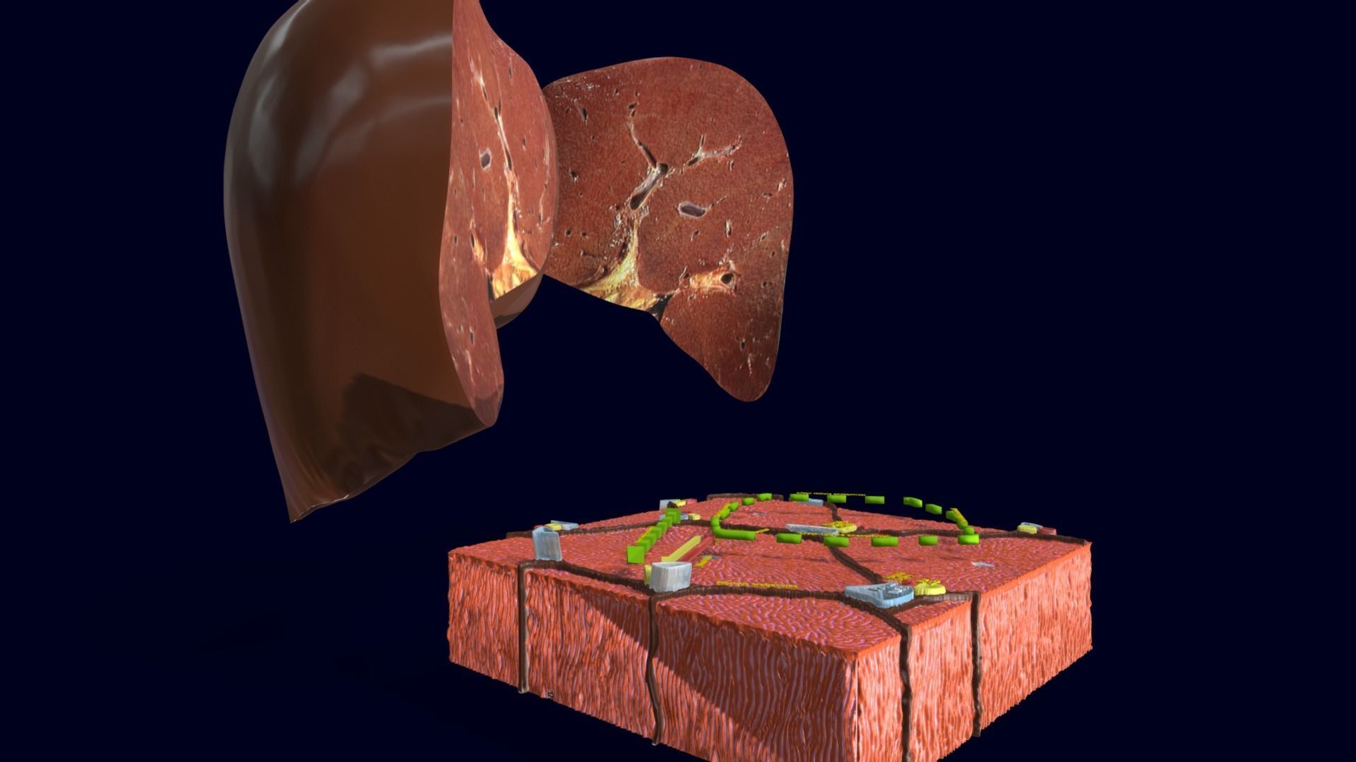 Liver histology anatomy labelled 3D model | CGTrader