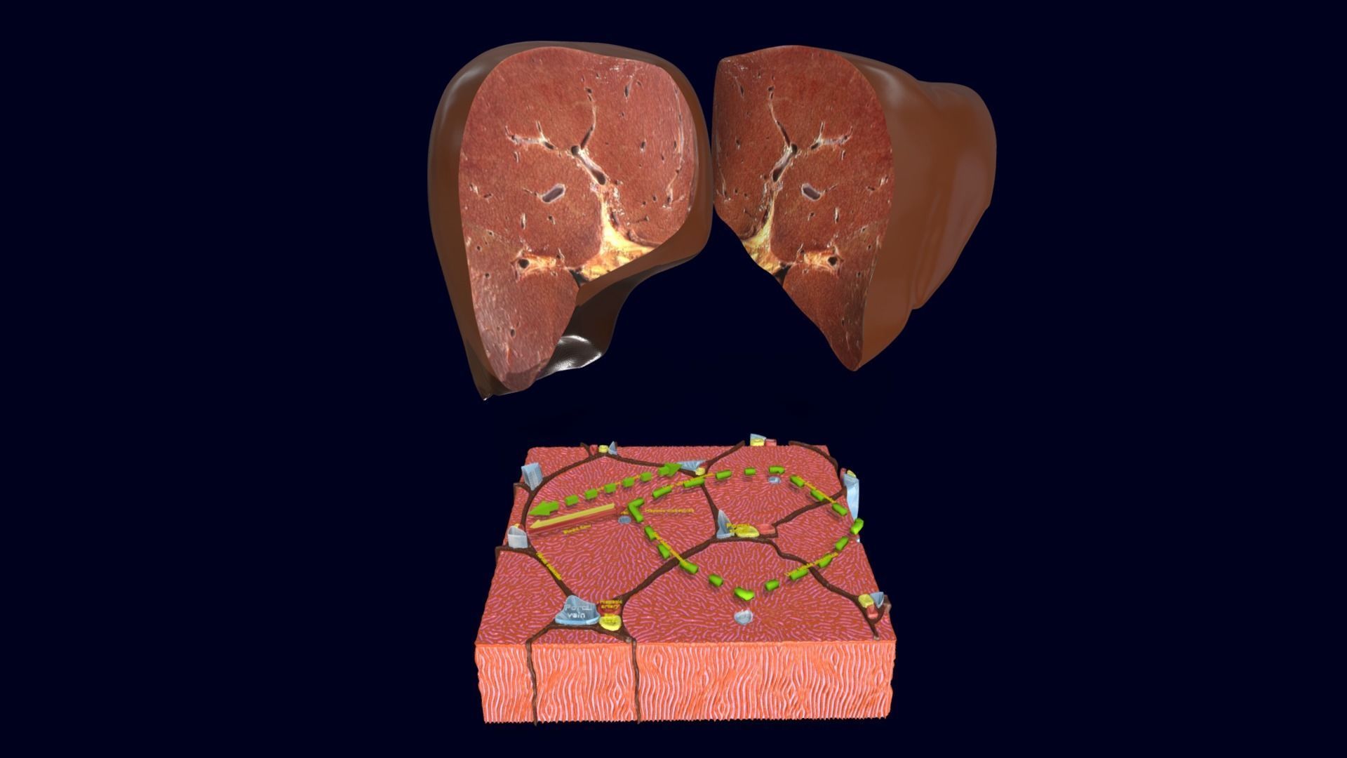 Liver histology anatomy labelled 3D model | CGTrader