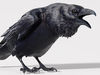 Crow - 3D Sculpting - High Poly 3D model 3D printable | CGTrader