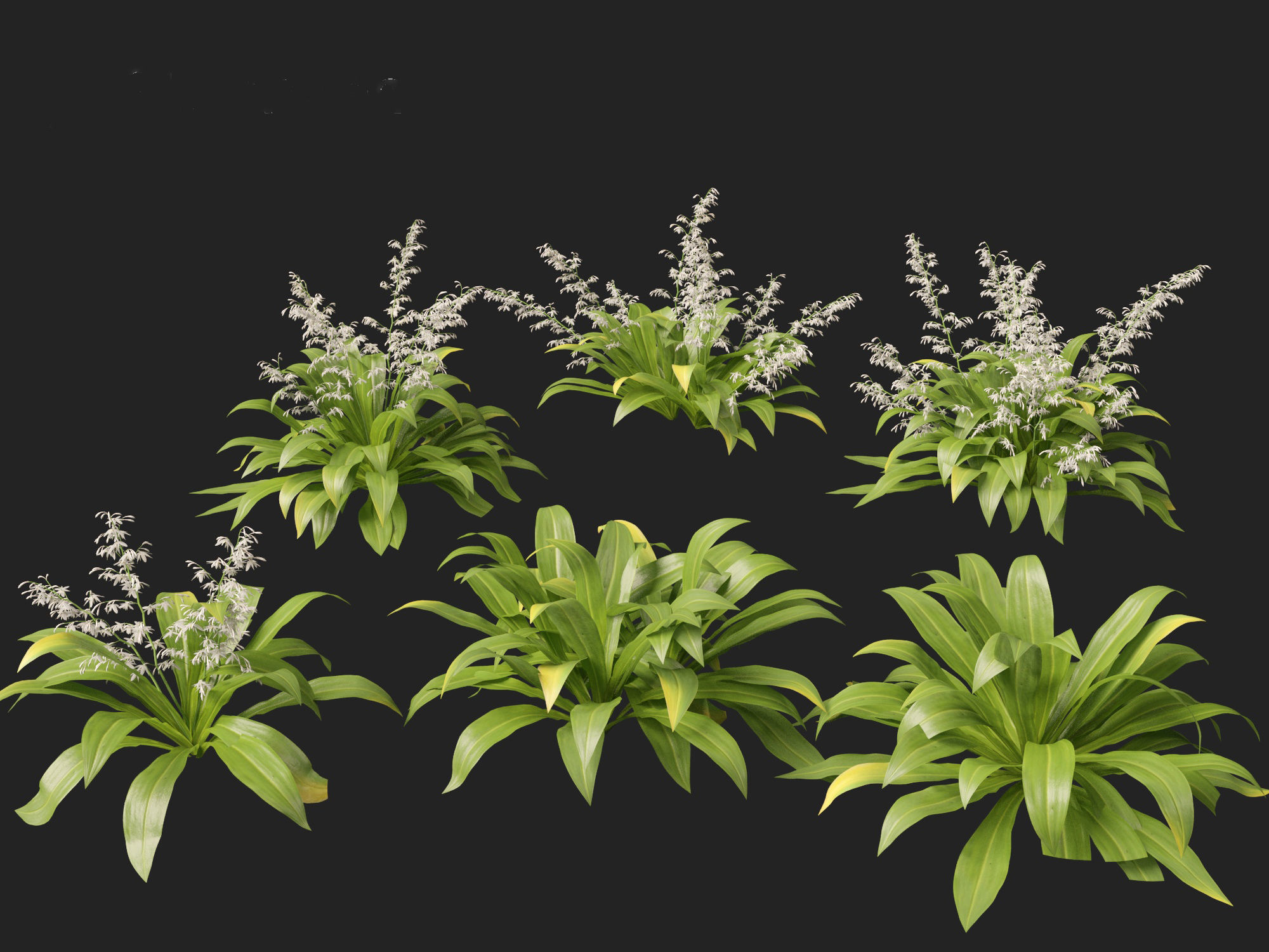 Arthropodium cirratum - New Zealand Rock Lily 3D model | CGTrader