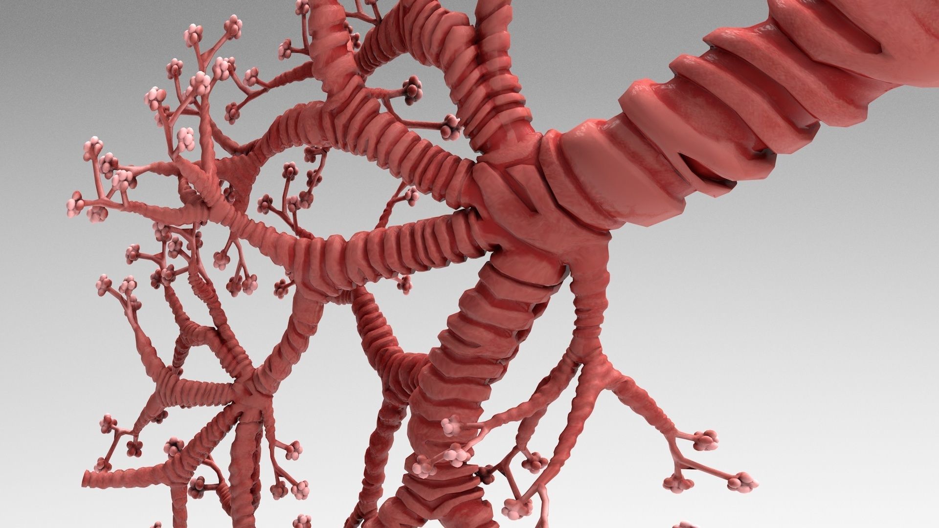 Respiratory System - Human Lungs 3D model | CGTrader