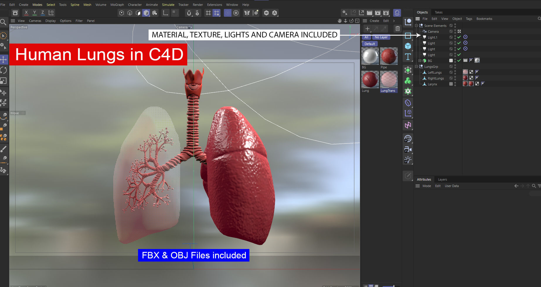 Respiratory System - Human Lungs 3D model | CGTrader