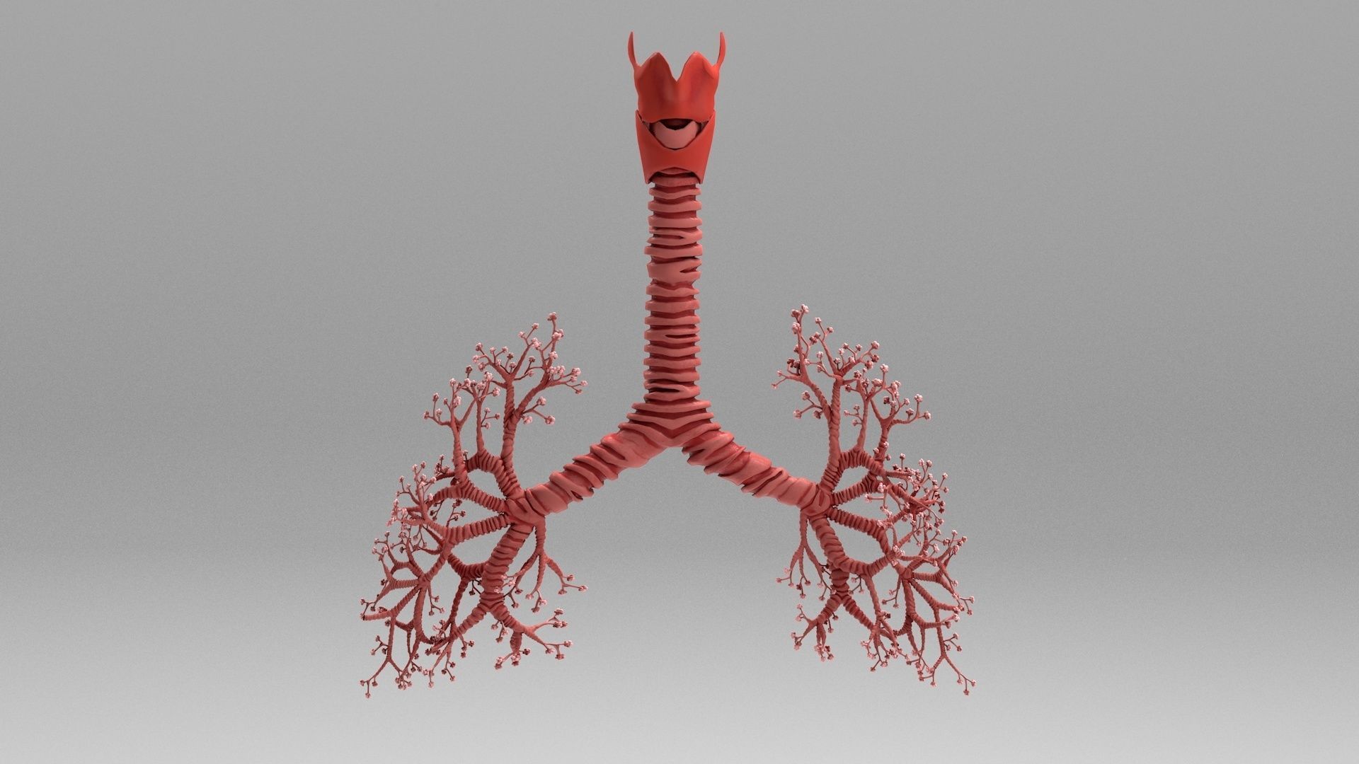 Respiratory System - Human Lungs 3D model | CGTrader