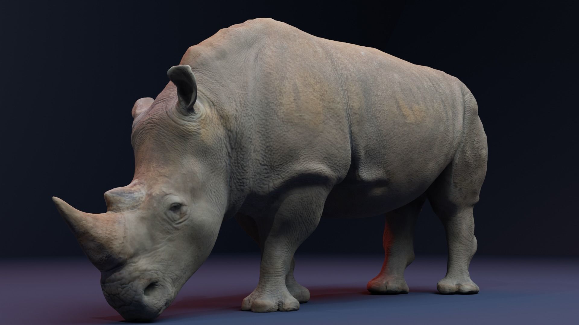 Rhino 3D Animation Model 3D model animated rigged | CGTrader