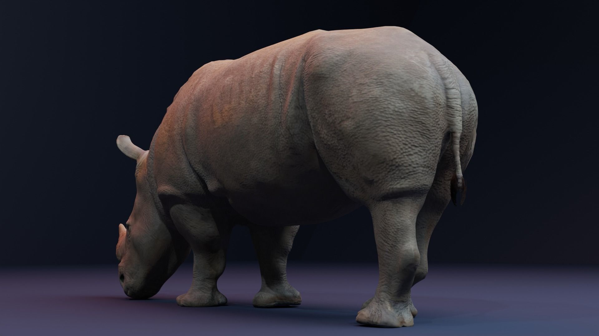 Rhino 3D Animation Model 3D model animated rigged | CGTrader