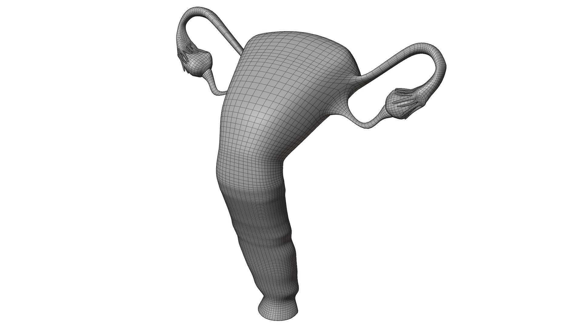 Female Reproductive Organs Section free 3D model | CGTrader