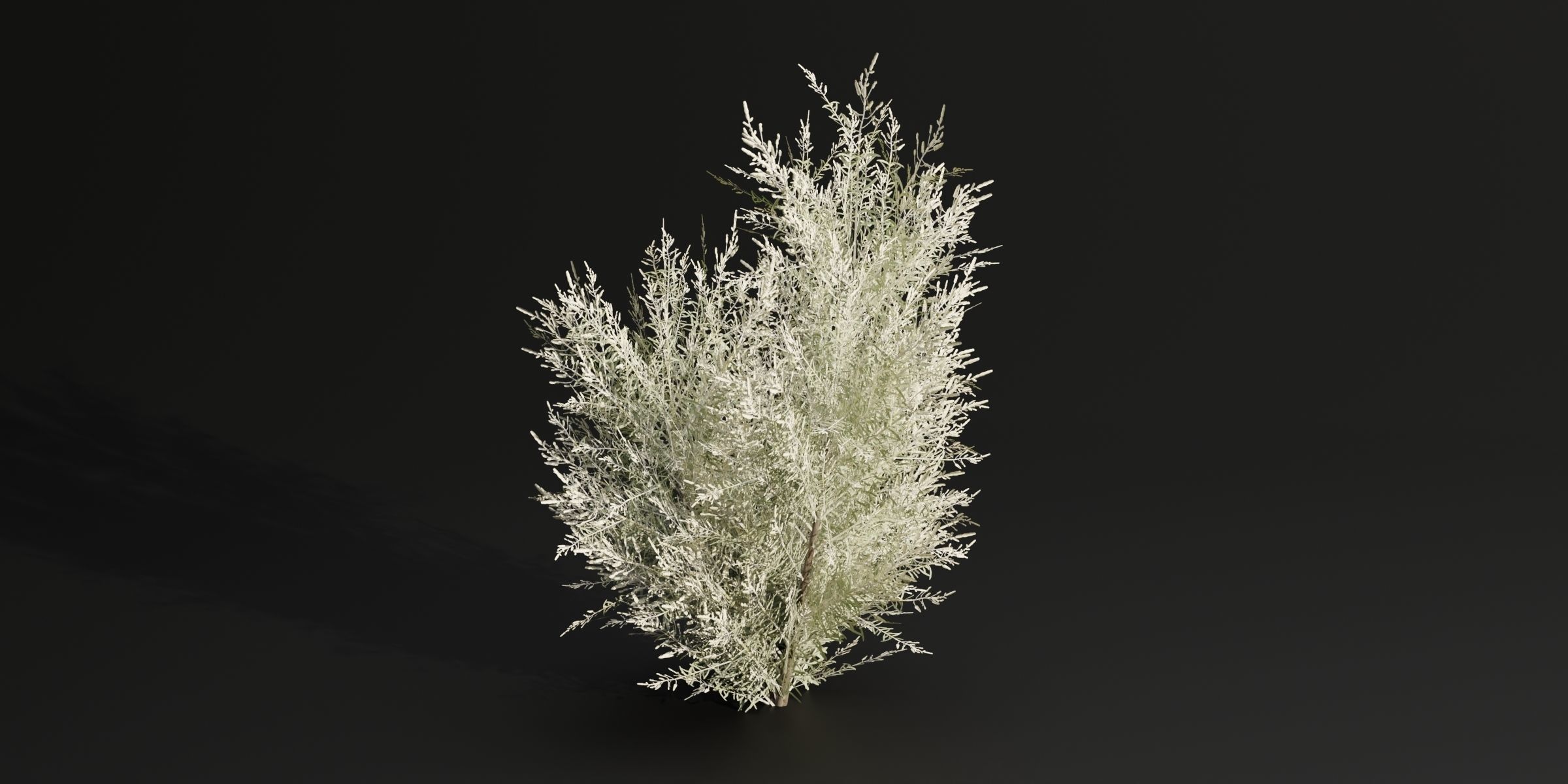 3D model Low Poly Desert Cotton Grass collection vol 212-Blender VR ...